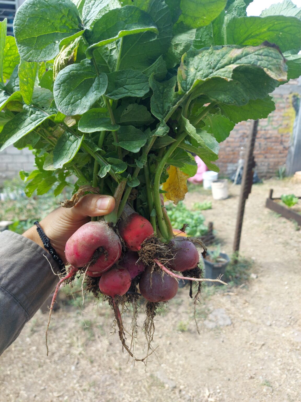 Cultivo del rábano; Guía para principiantes