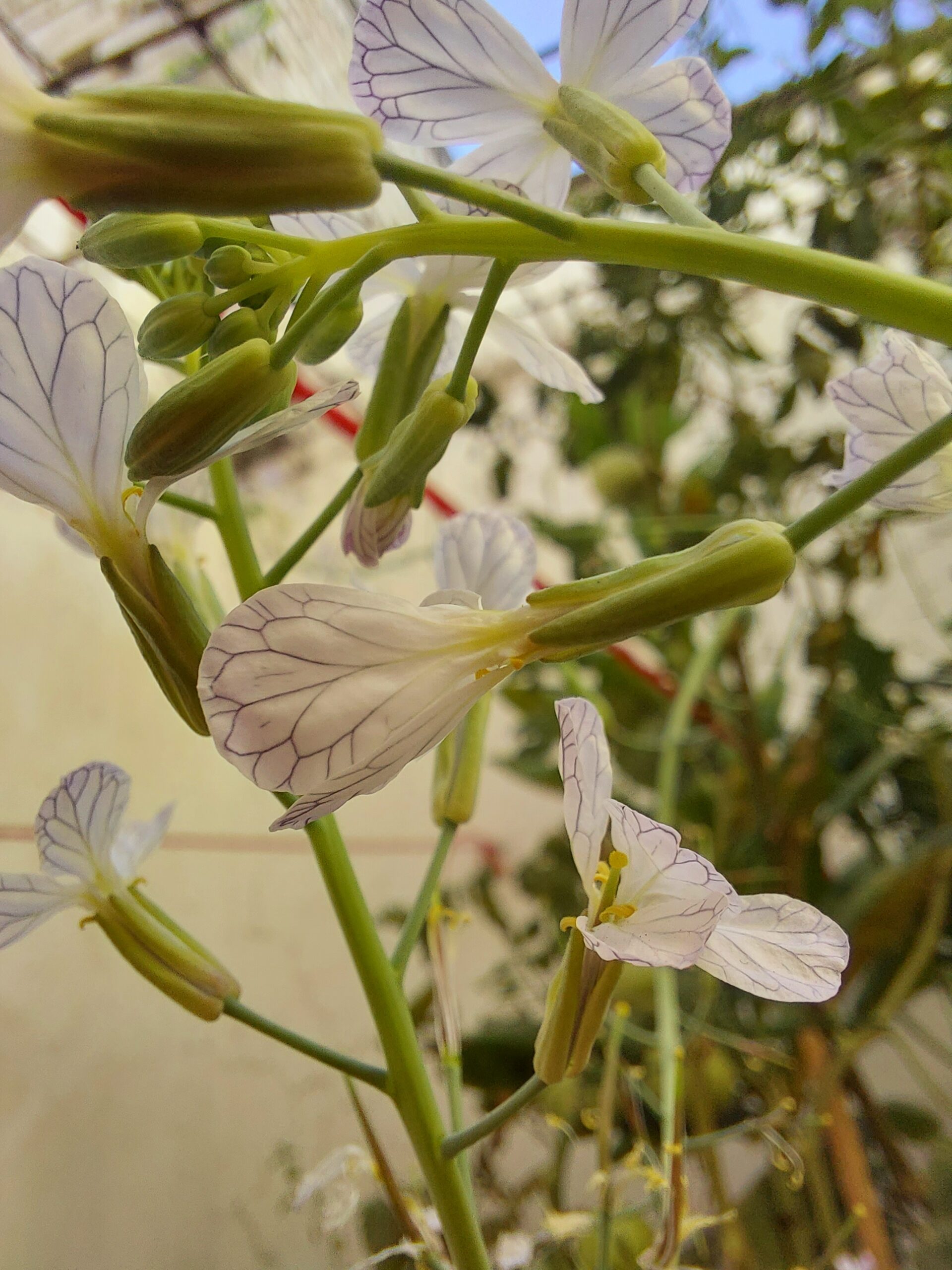 Cultivo del rábano; Guía para principiantes