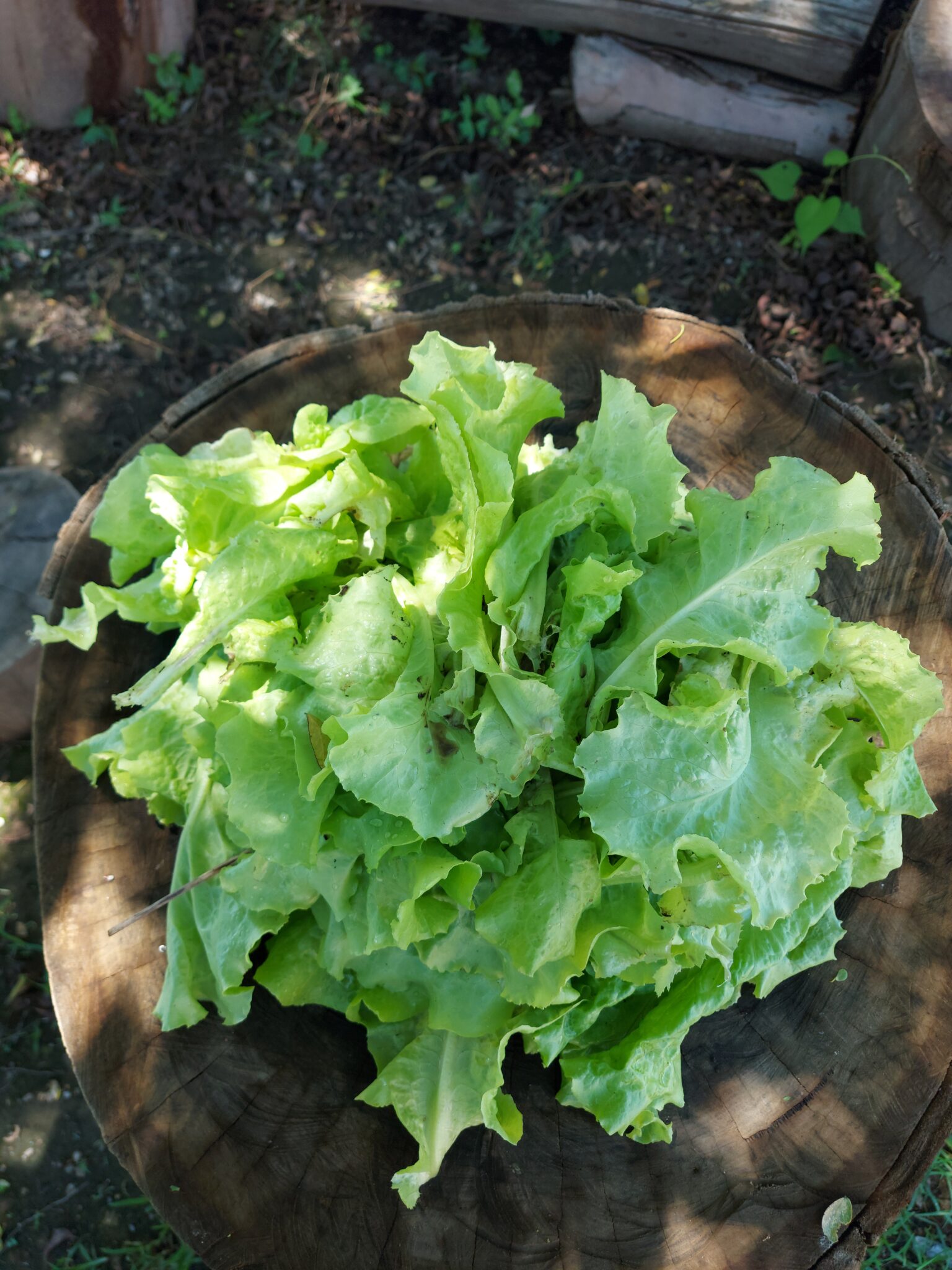 Cultivo de la lechuga: aprende a hacerlo en casa