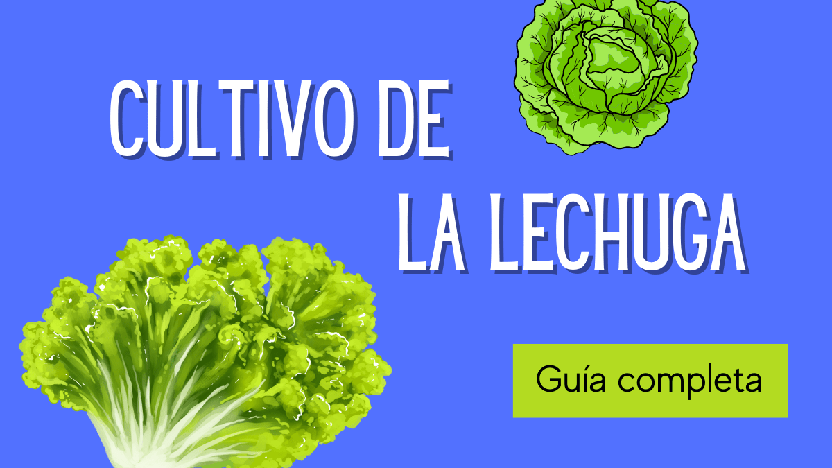 Consejos Para Plantar Lechuga