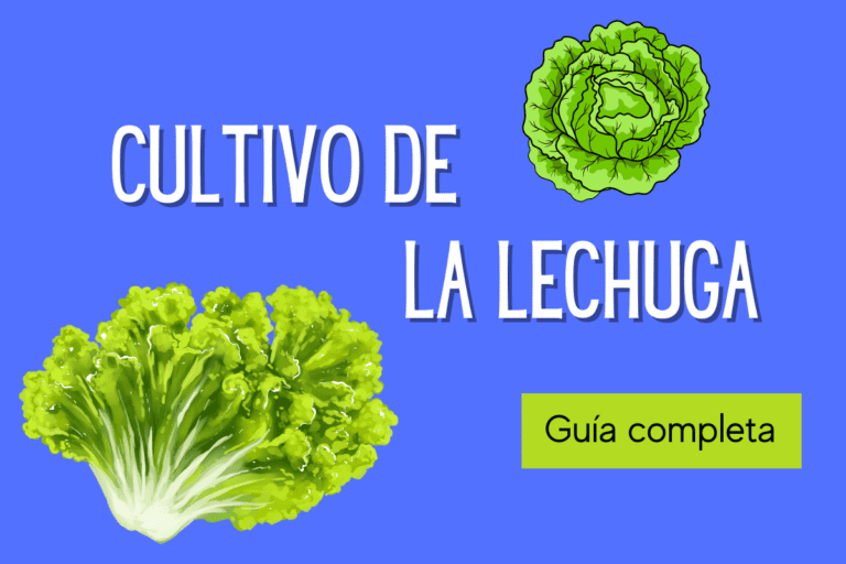 Cultivo de la lechuga: aprende a hacerlo en casa