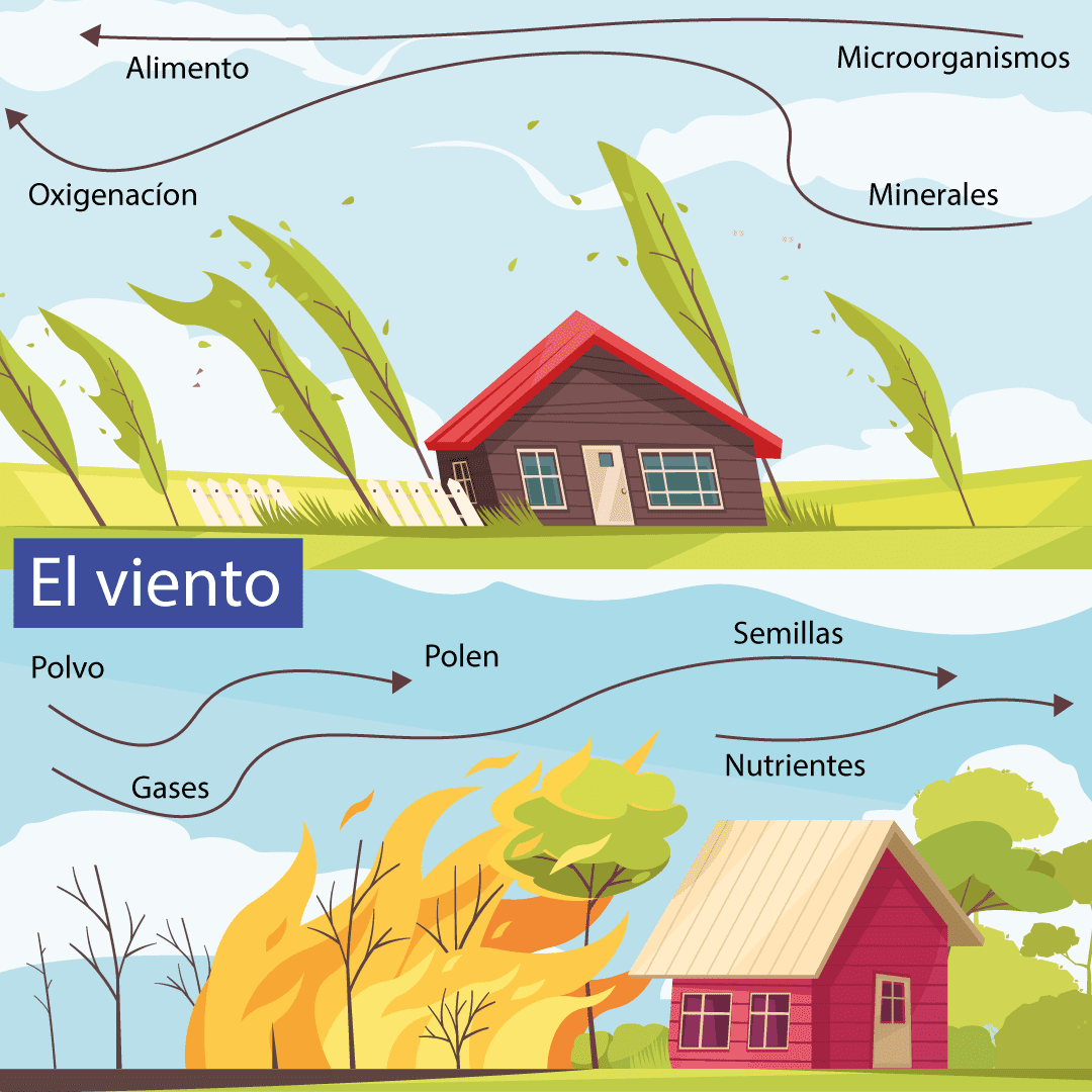 ¿Qué es el viento?, y su importancia