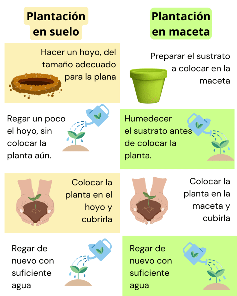 ¿Cómo plantar y trasplantar las plantas? - Conciencia Verde