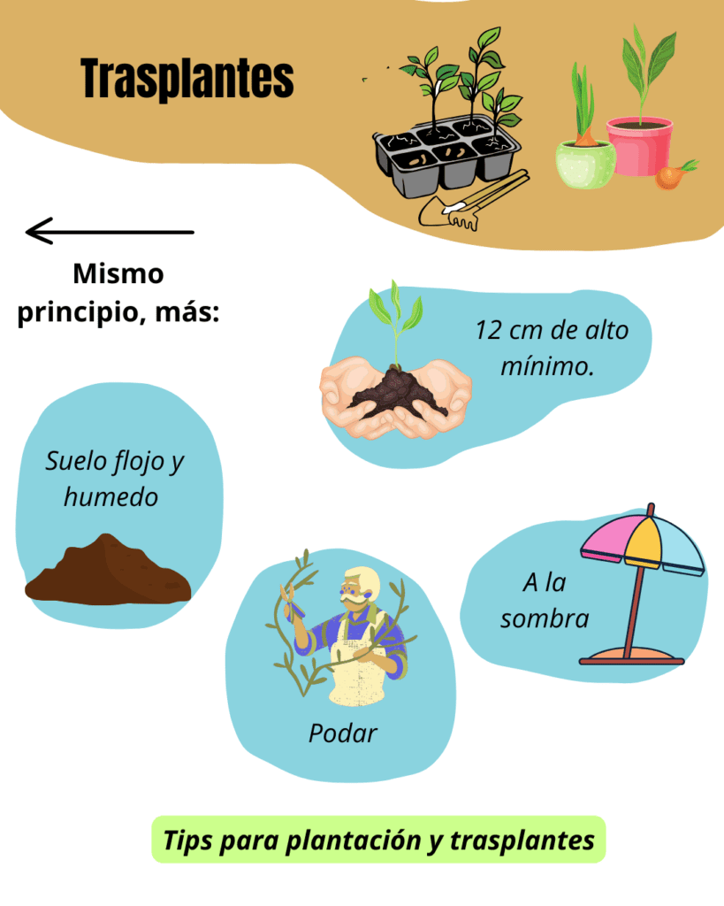 ¿Cómo trasplantar y plantar las plantas? Consejos