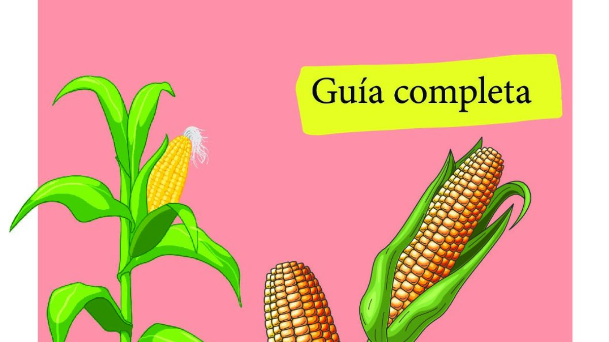Cultivo De Plantas De Maíz Dulce