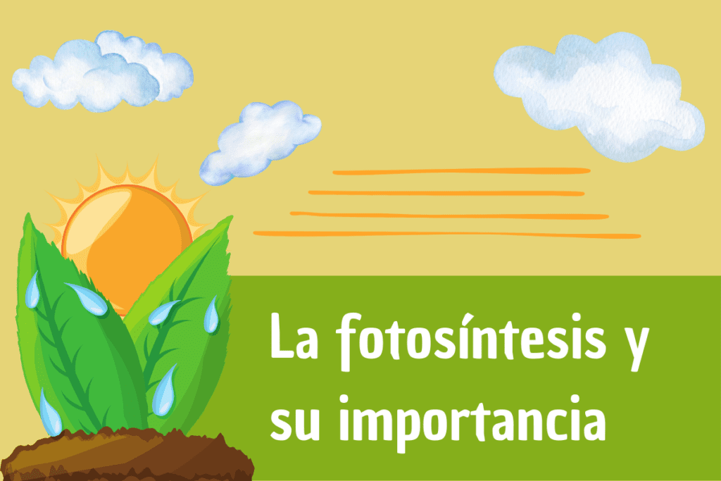 La fotosíntesis y su importancia en el planeta